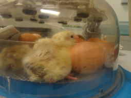 Wednesday Prep Chicken diary